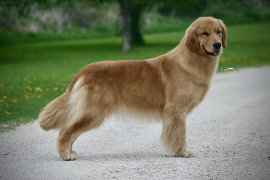 Forever’s Whiskey Lullaby – Forever Golden Retrievers