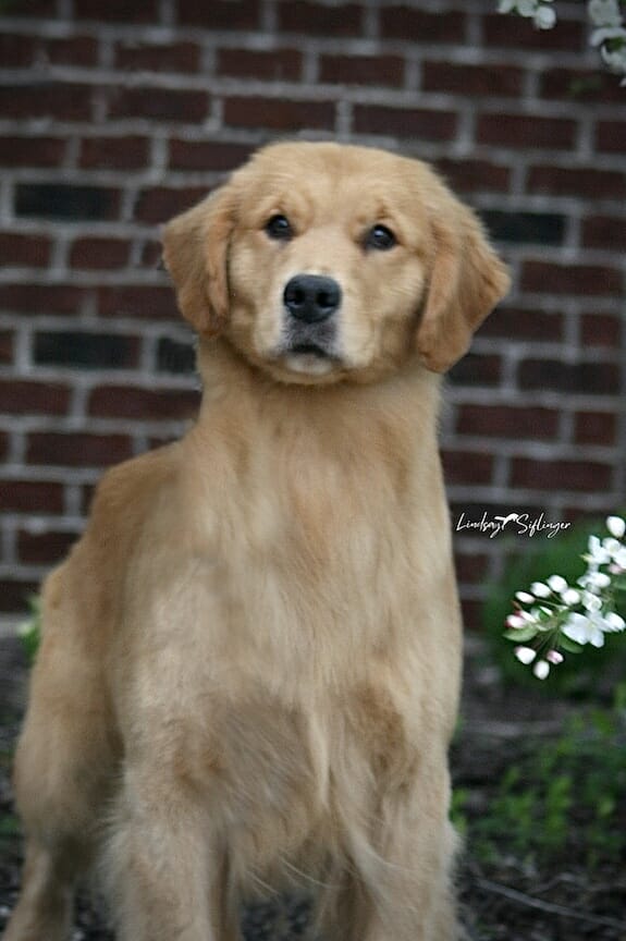 Forever’s Whiskey Lullaby – Forever Golden Retrievers