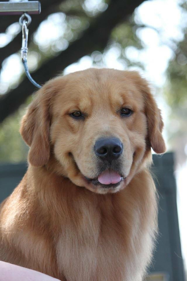 CH Chesterfield Forever Lucky Strike – Forever Golden Retrievers